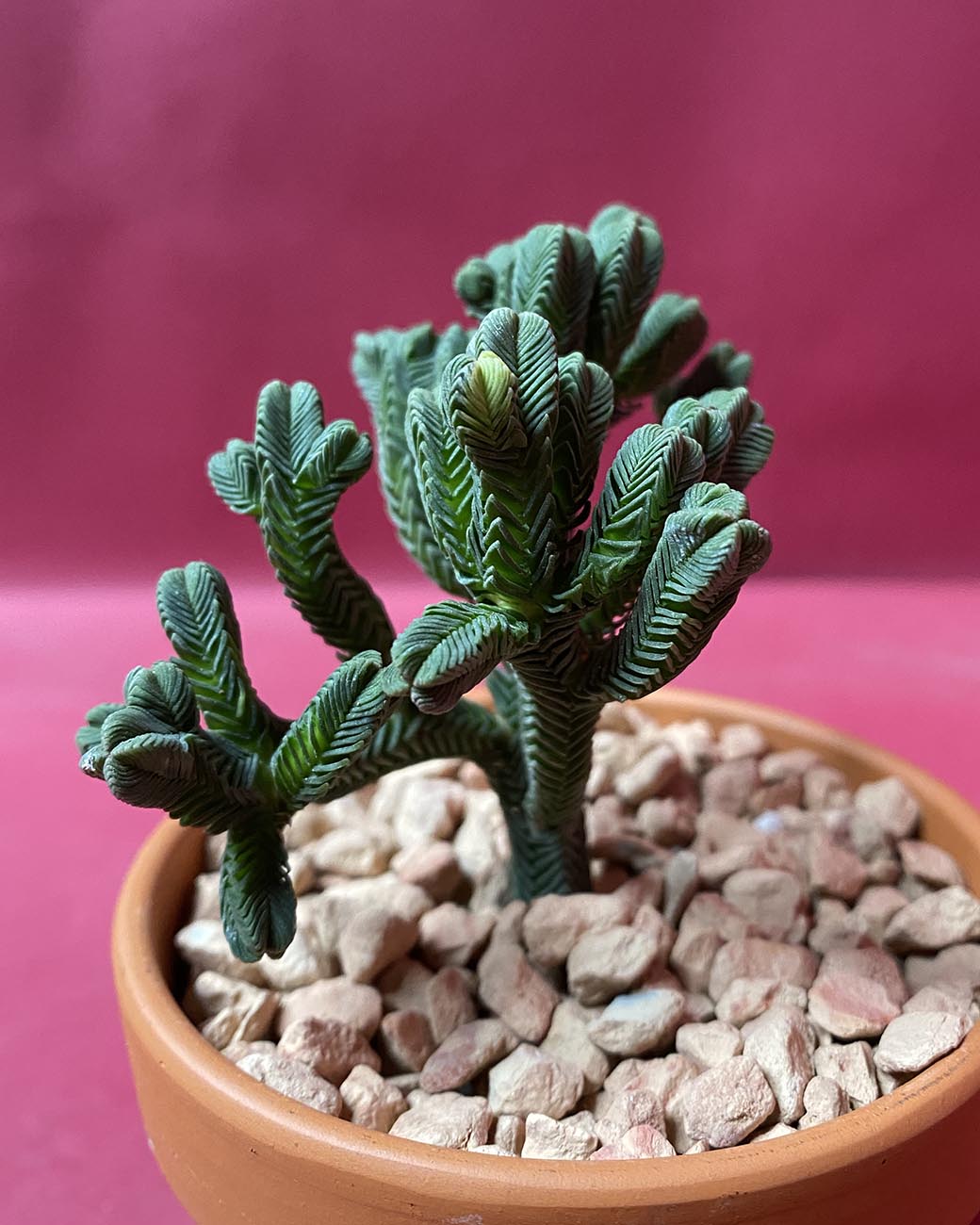 Crassula pyramidalis compacta – Tula House