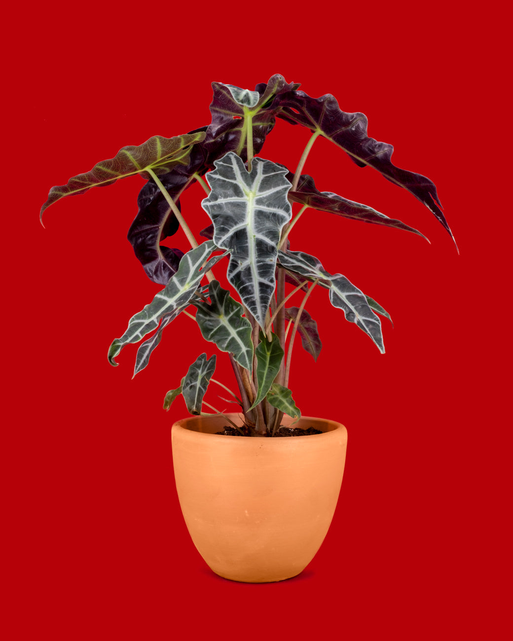 Alocasia 'Polly' – Tula House
