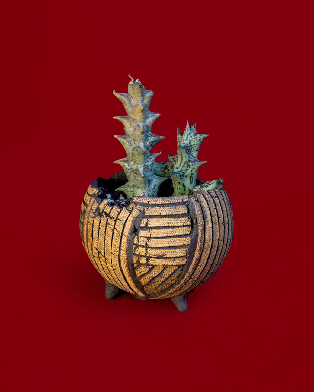 Caralluma hesperidum – Tula House