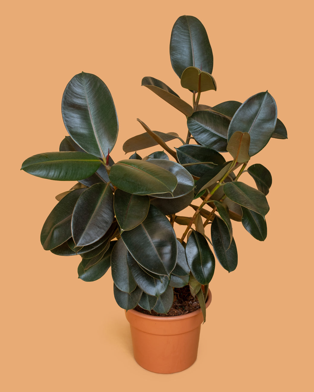 Ficus elastica – Tula House