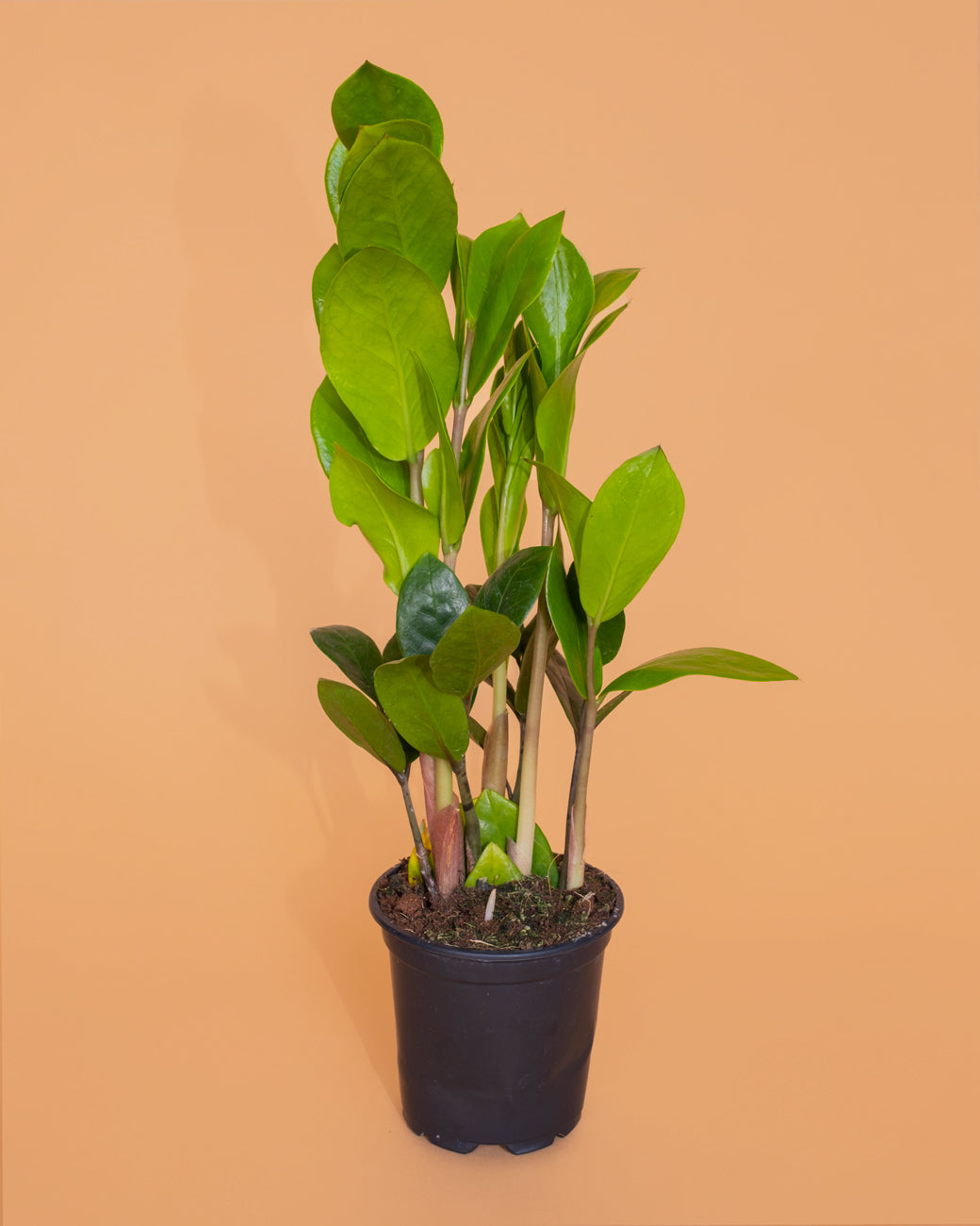 Zamioculcas zamiifolia – Tula House