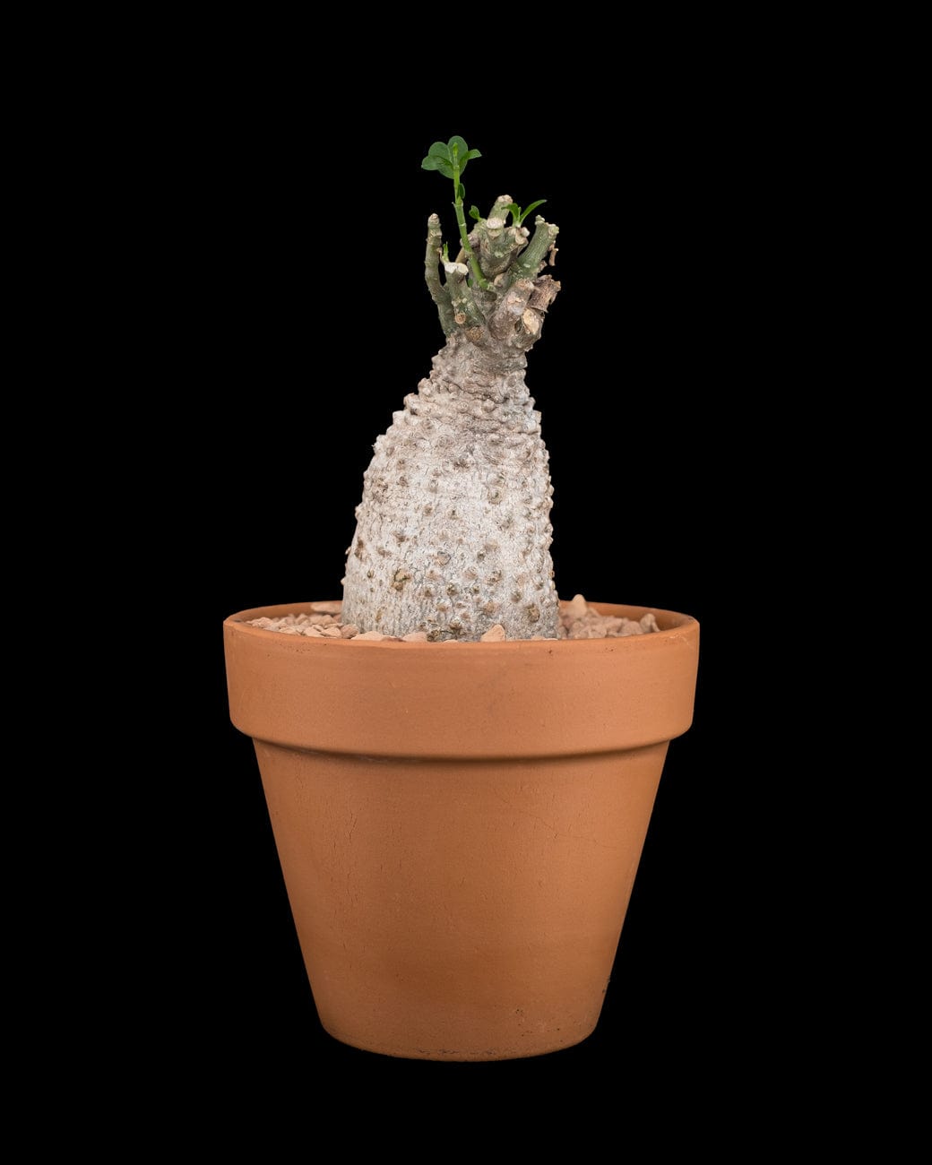 Fockea edulis | Local Plant Delivery Brooklyn | Tula House